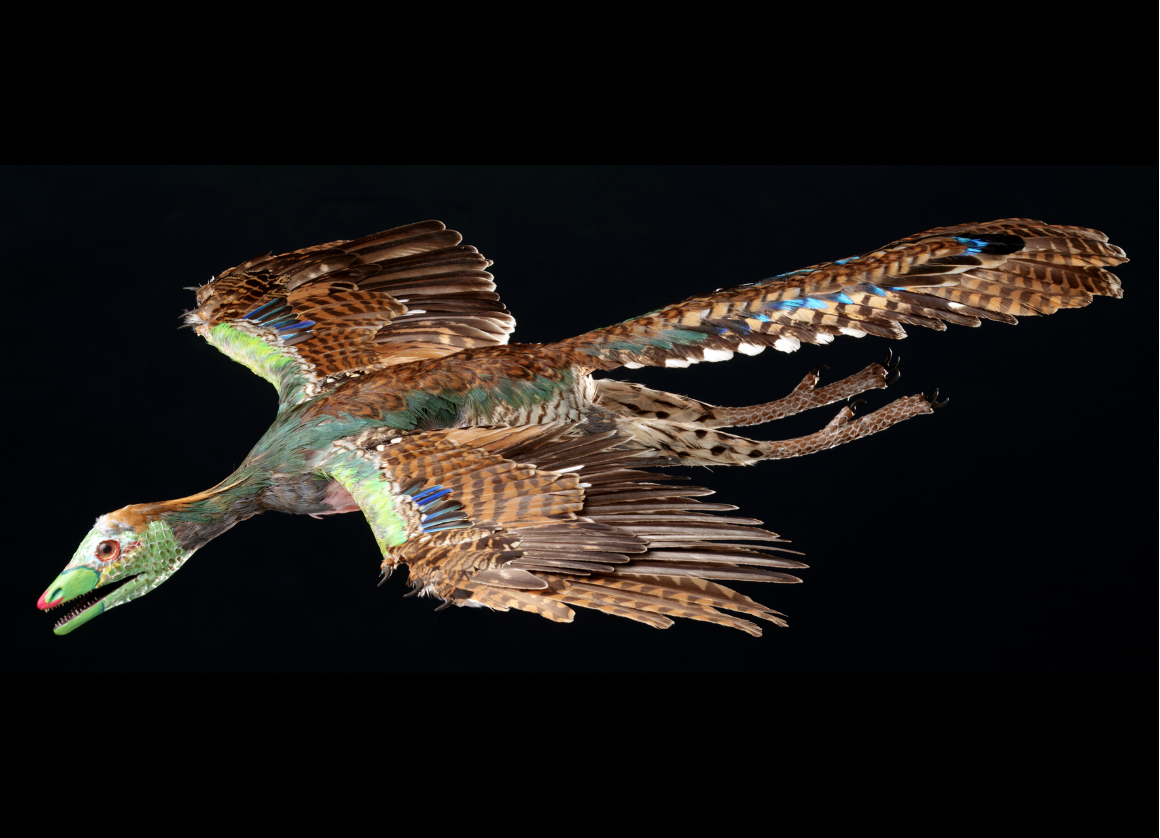 Arqueoptérix tinha “calções” de penas, revela novo fóssil da antiga ave ...